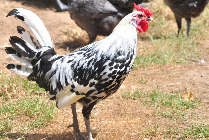 Hamburg Chicken - Breed Profile - Backyard Poultry